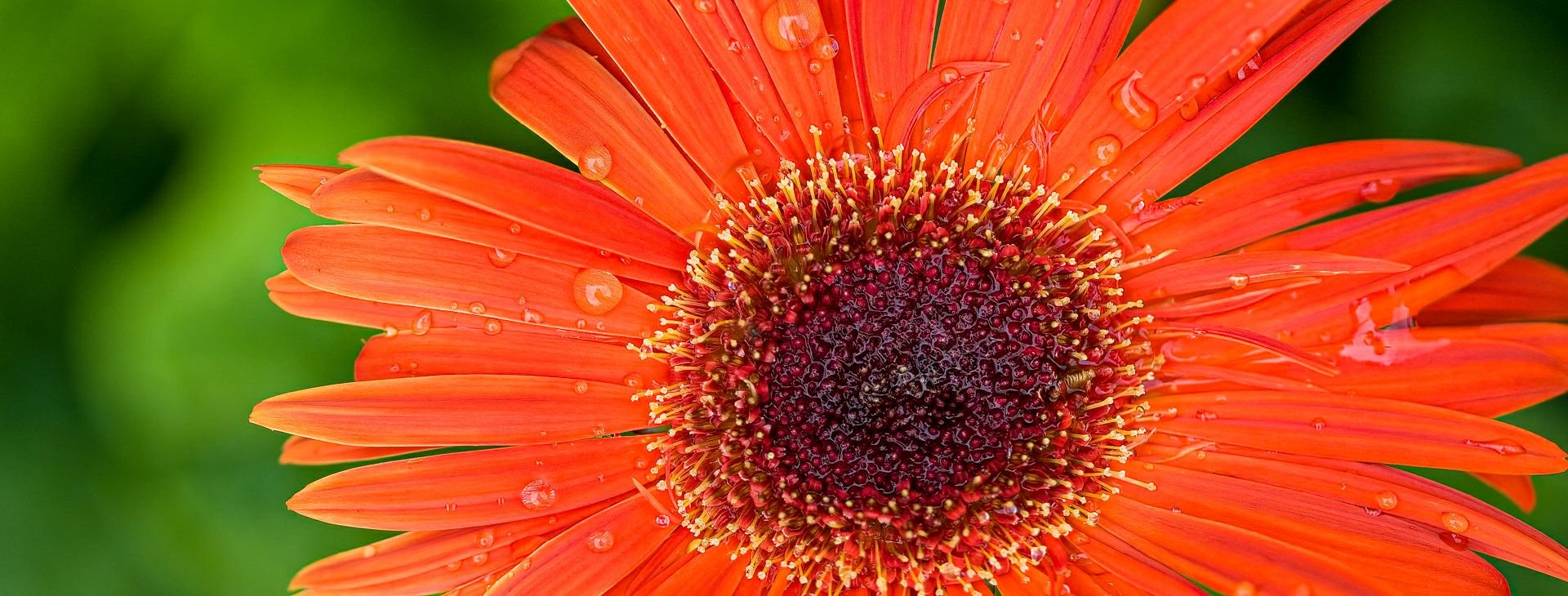 Redenta's Garden - Redenta's Garden